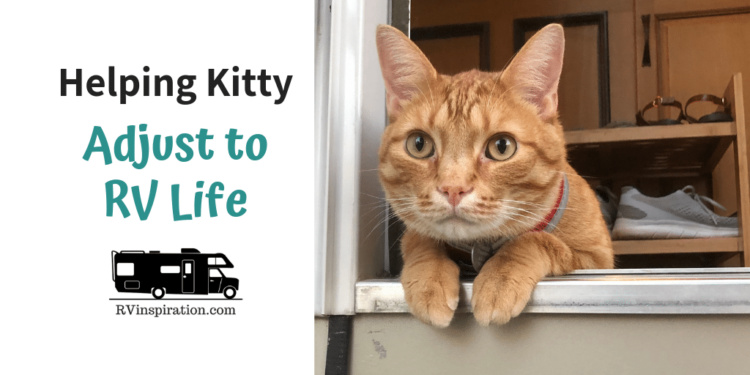 Helping Kitty Adjust to RV Life | RV Inspiration